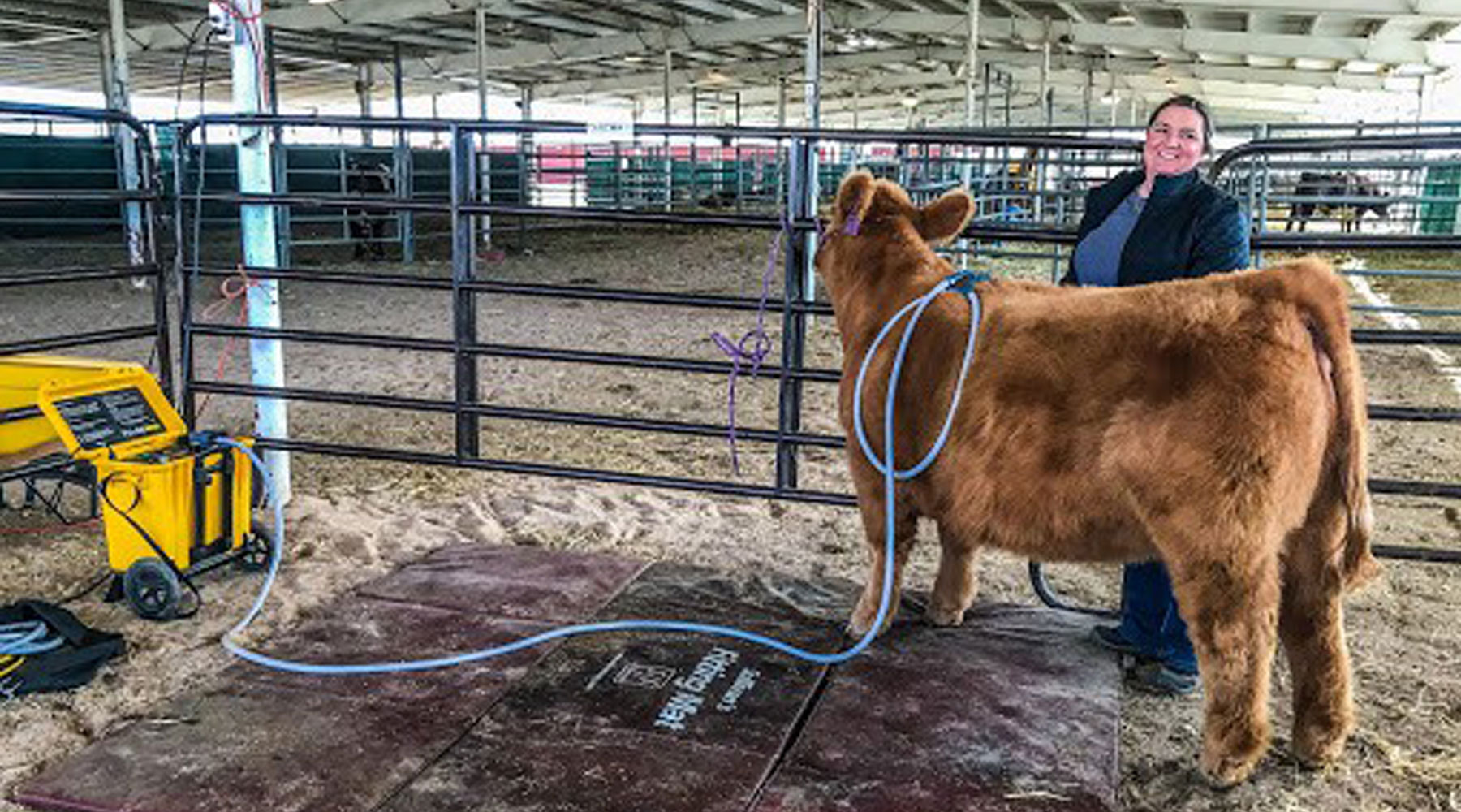 Show Cattle and PEMF - Pulse PEMF