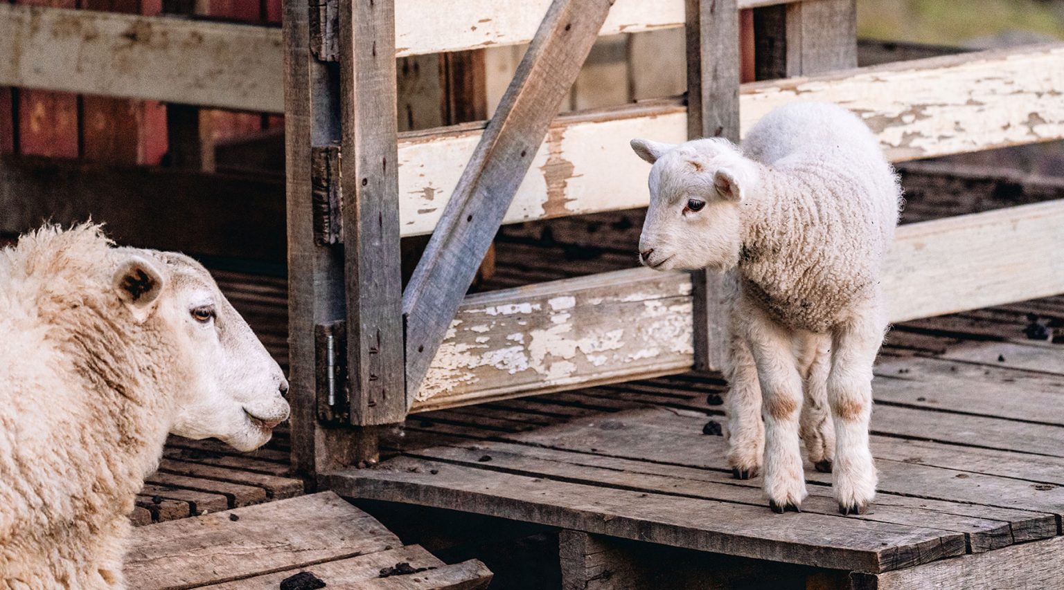 What To Expect During And After Your Animal’s First Pulsing Session