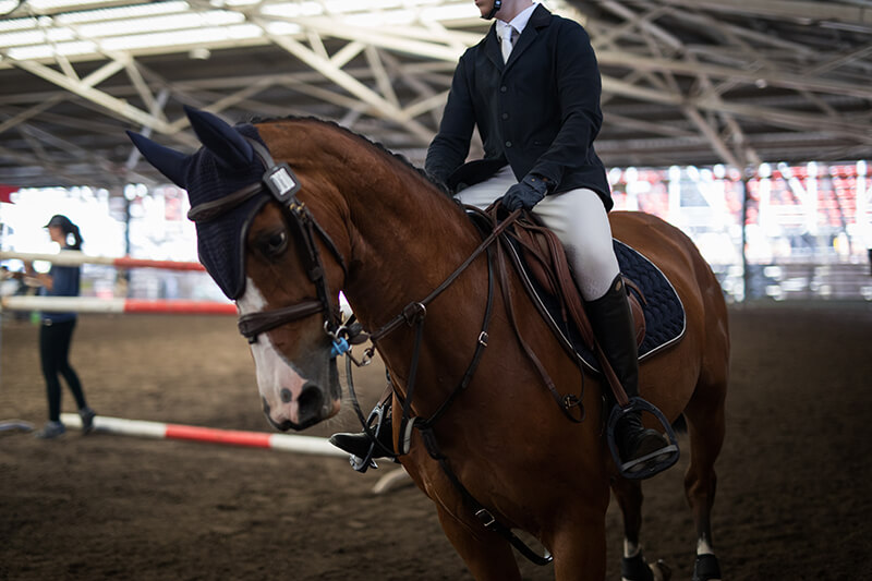 The Equine Back: Understanding and Supporting The Muscles