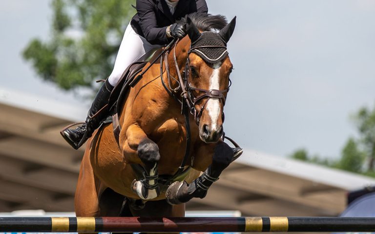 Exercise Physiology and PEMF for the Equine Athlete