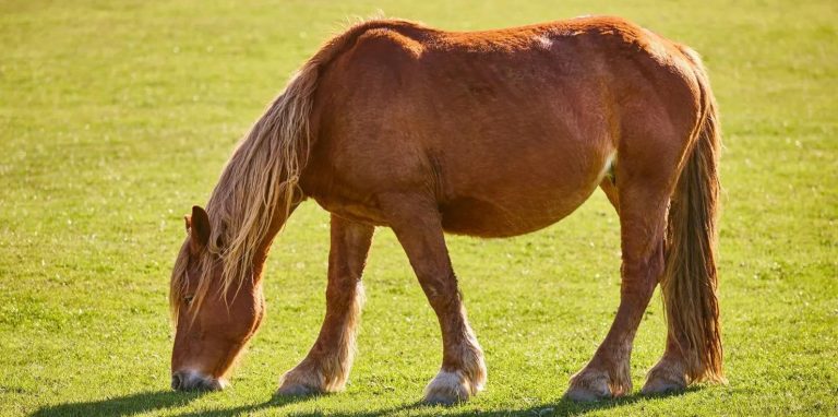 PEMF Horse Therapy FAQs: Everything You Need To Know