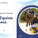 PEMF Therapy For Horses: New Equine Wellness Trend - Pulse PEMF
