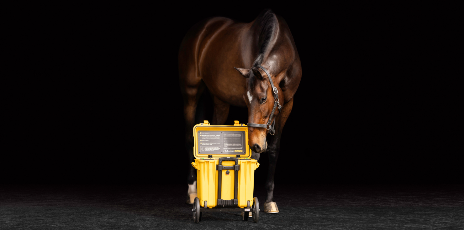 PEMF Therapy For Horses: New Equine Wellness Trend - Pulse PEMF