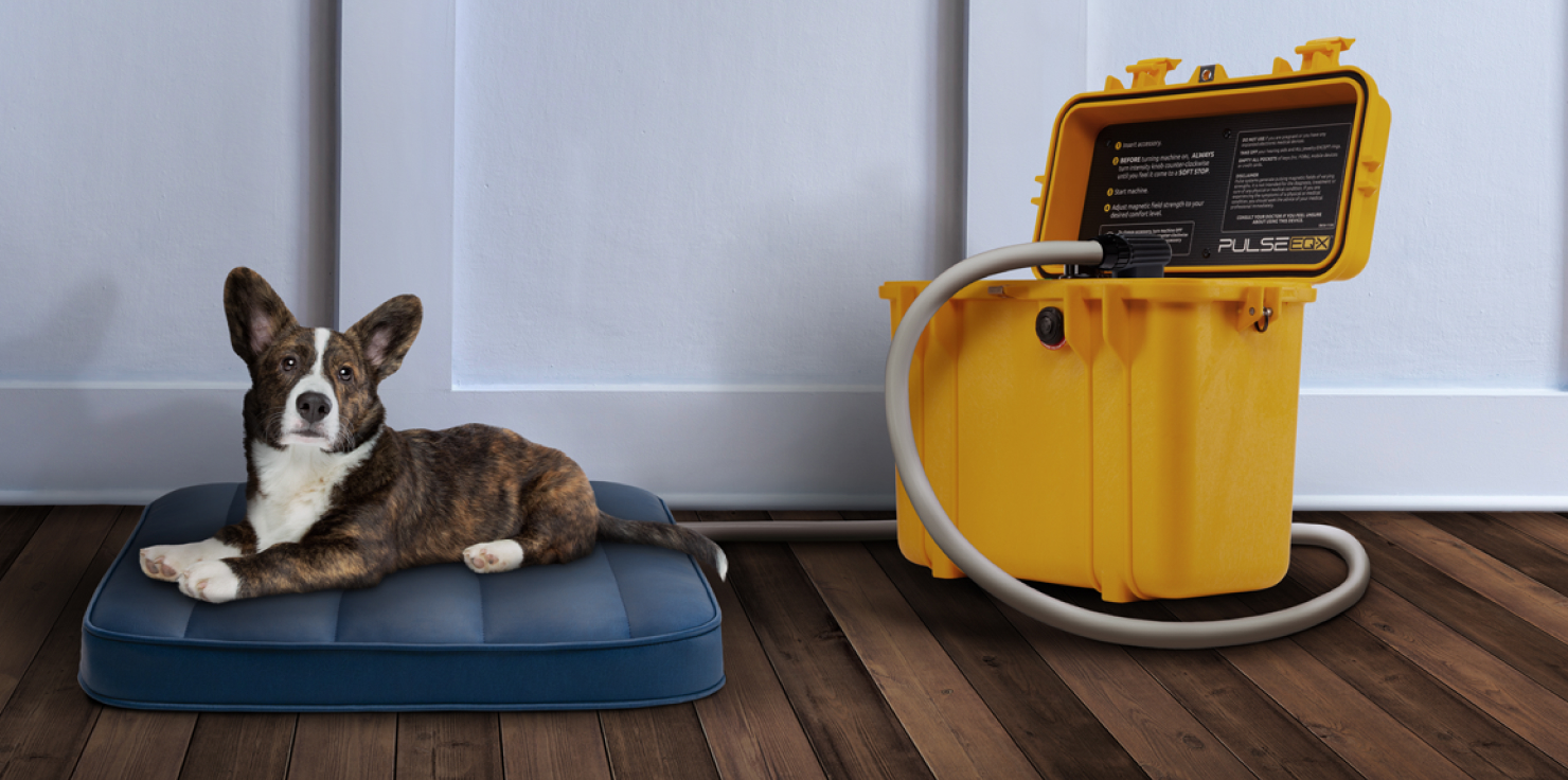 PEMF Therapy For Pets: What Owners Should Know - Pulse PEMF