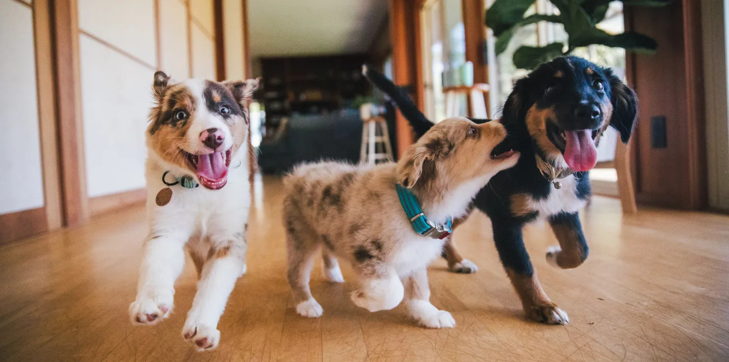 PEMF Therapy For Pets: What Owners Should Know - Pulse PEMF