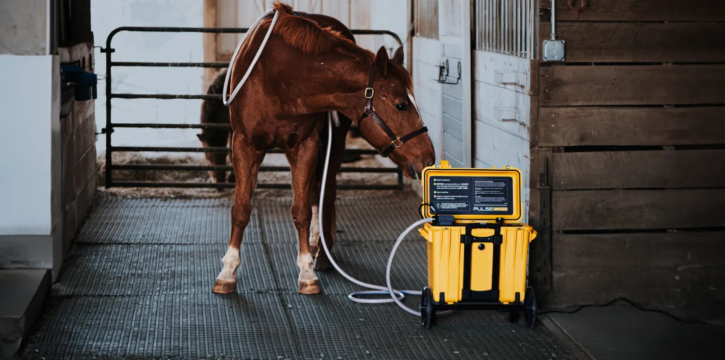 Seasonal Adaptations: How to Optimize PEMF Therapy for Horses - Pulse PEMF