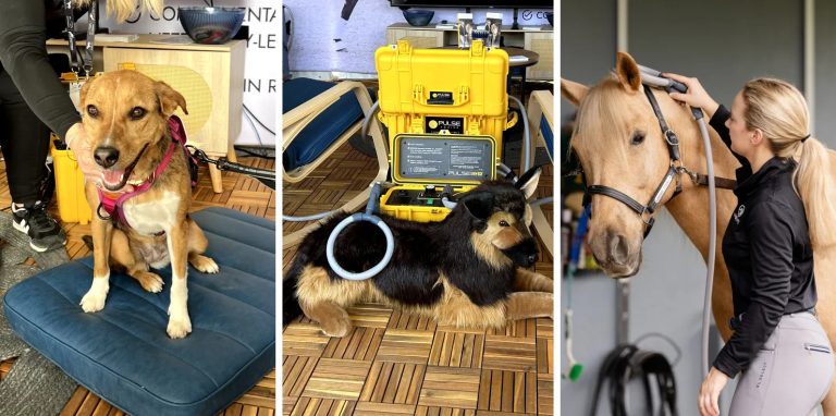 Introduction to PEMF Therapy and Its General Uses for Pets