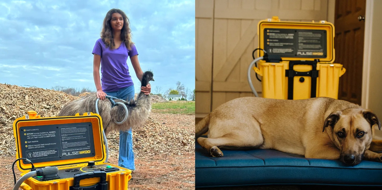 How to Improve Joint Health and Mobility in Aging Pets with PEMF ...