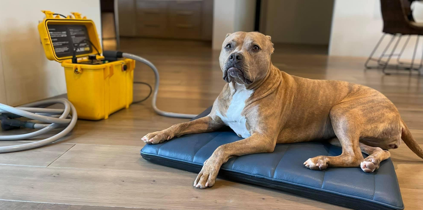 Introduction to PEMF Therapy and Its General Uses for Pets