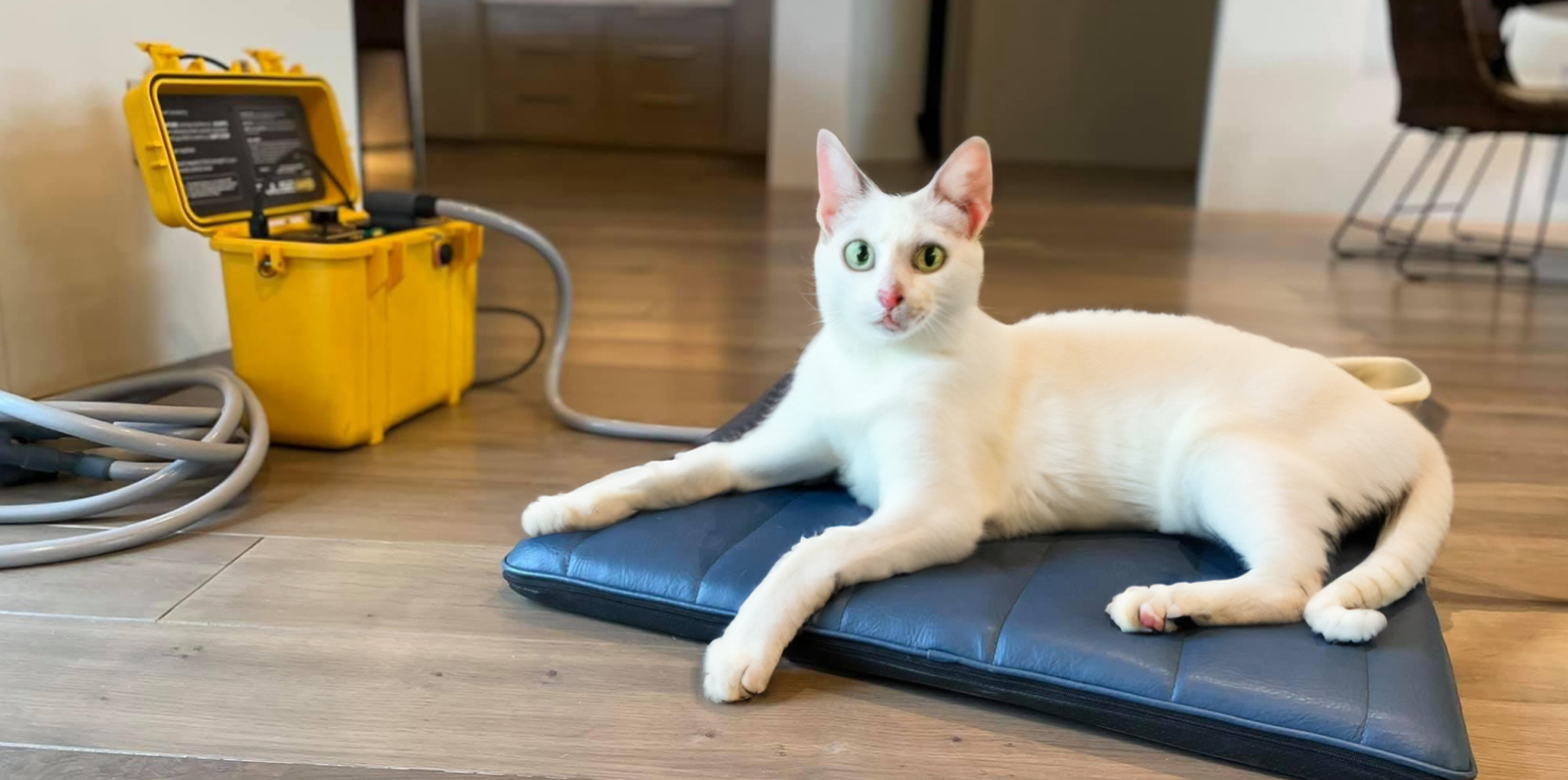 How PEMF Devices Work for Pets: A Technical Overview - Pulse PEMF