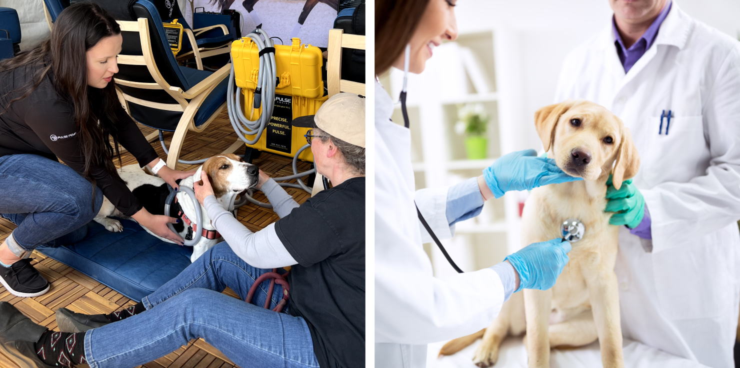 Exploring The Synergy: Traditional Veterinary Care And PEMF