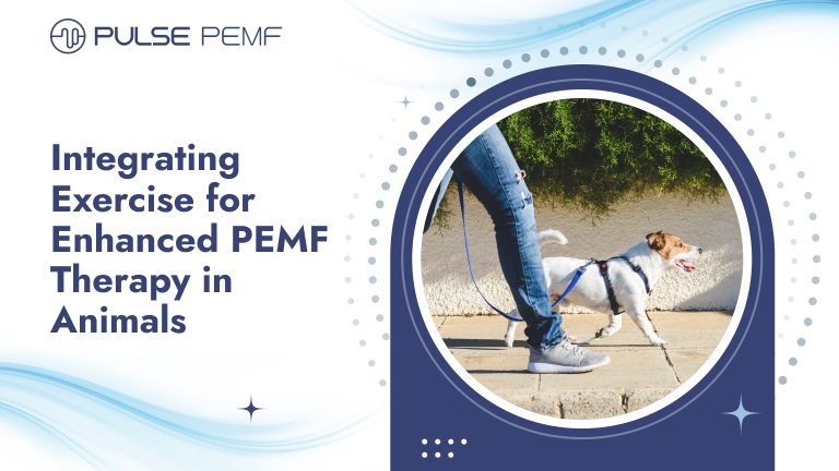 Integrating Exercise for Enhanced PEMF Therapy in Animals - Pulse PEMF
