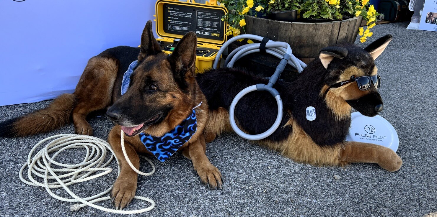 Training with PEMF: Enhancing the Capabilities of Service Animals ...