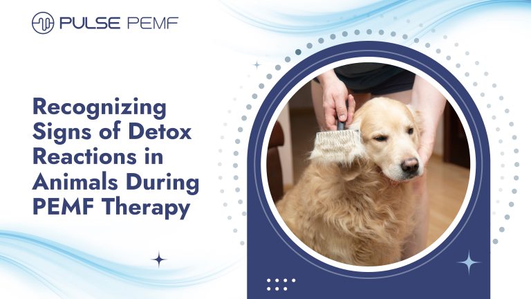 Recognizing Signs of Detox Reactions in Animals During PEMF Therapy ...