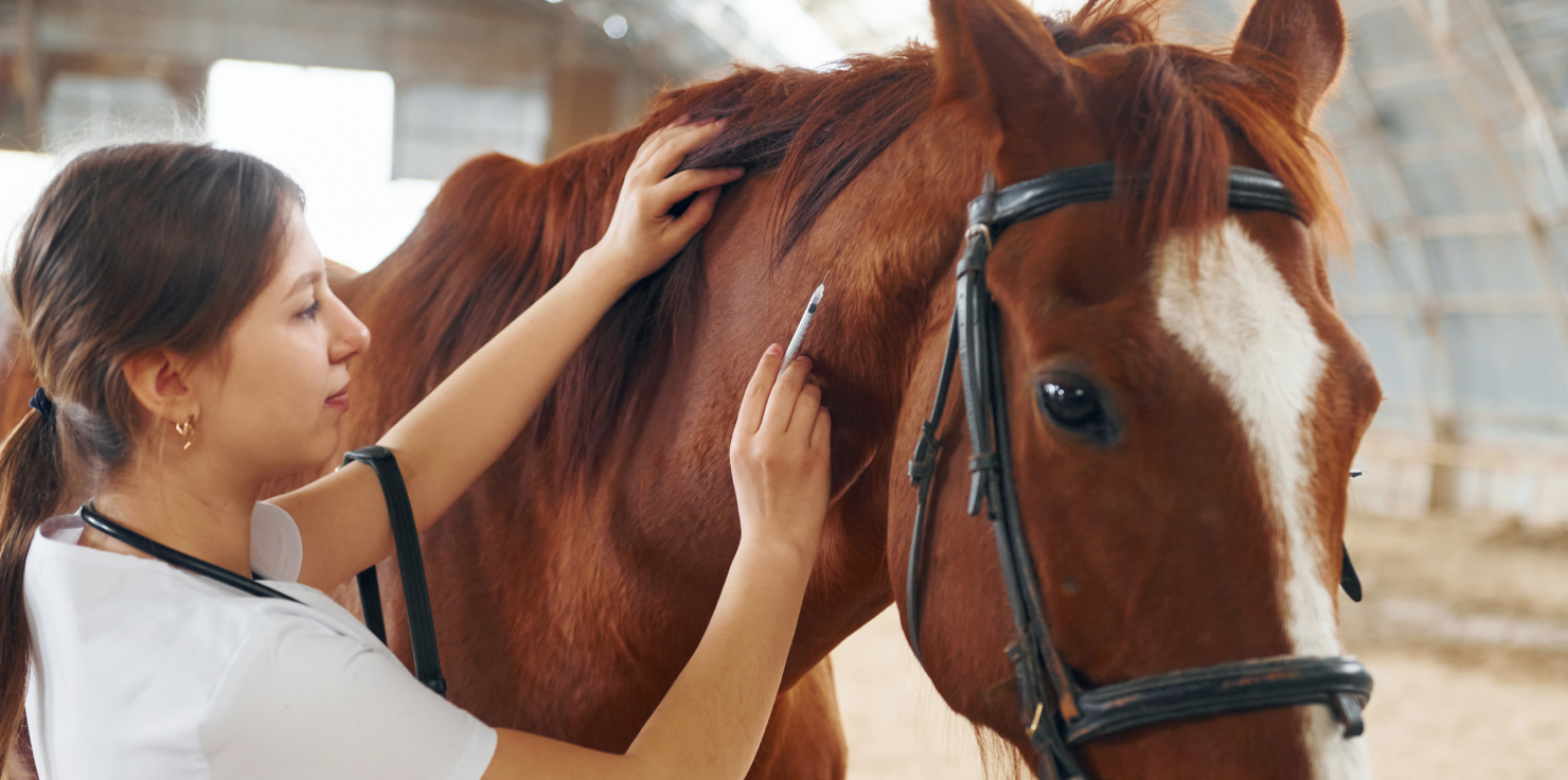 What Are the Best Practices for Fall Horse Care? - Pulse PEMF