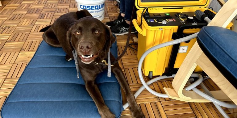 Why Dogs Love PEMF Therapy: Visual Stories from Happy Pets - Pulse PEMF