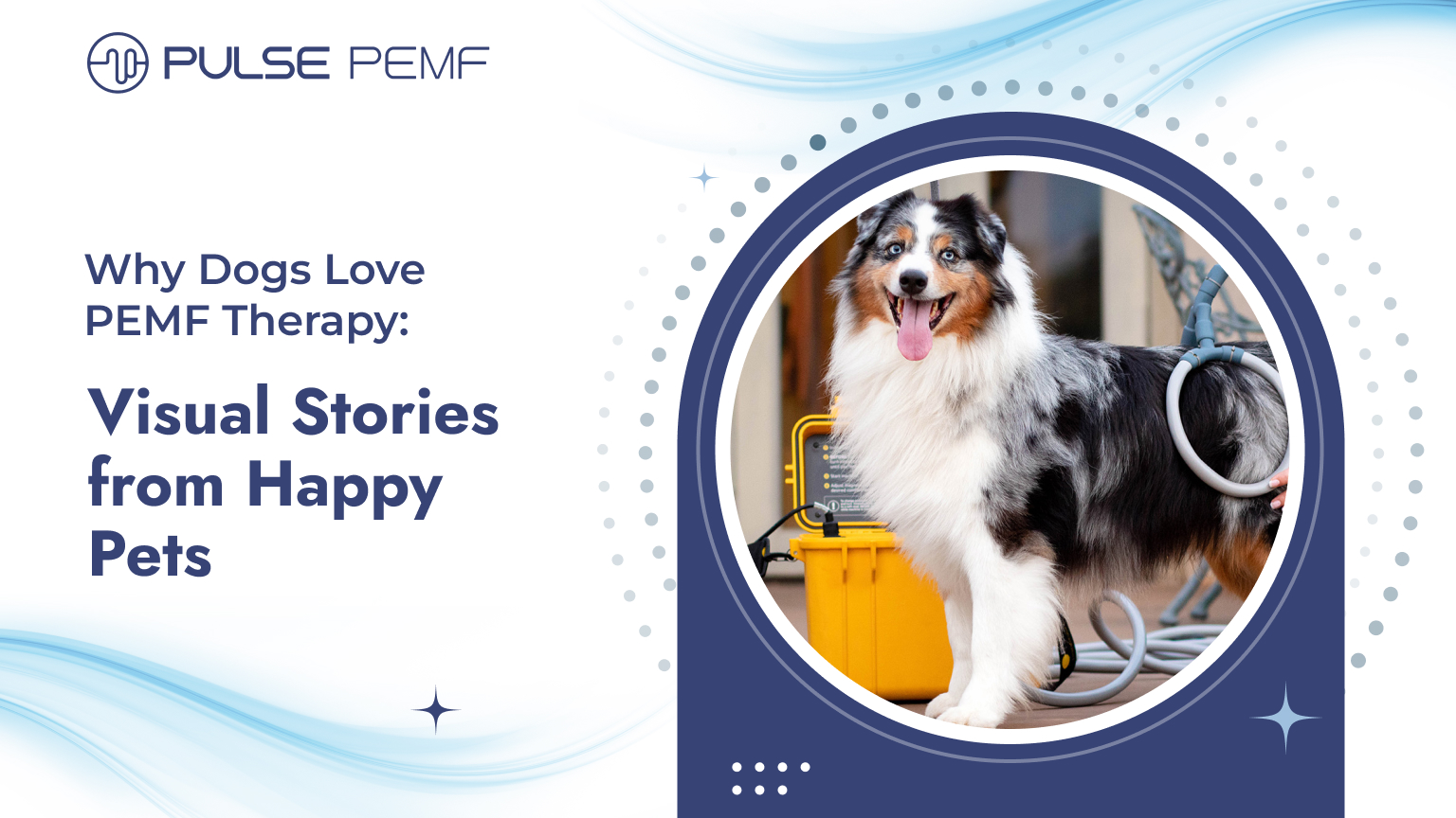 Why Dogs Love PEMF Therapy: Visual Stories from Happy Pets - Pulse PEMF