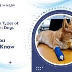 7 Common Types of Fractures in Dogs and Cats: What You Should Know ...