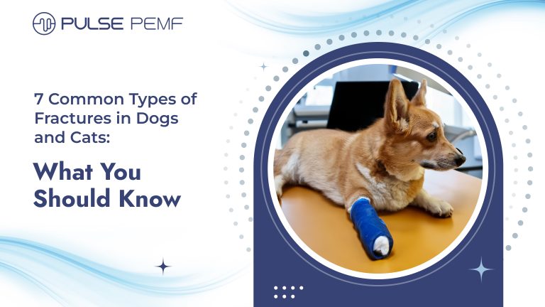 7 Common Types of Fractures in Dogs and Cats: What You Should Know ...