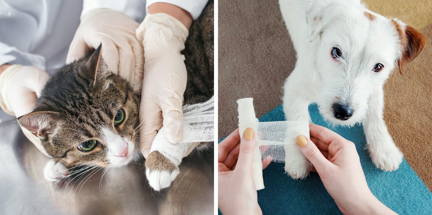 7 Common Types of Fractures in Dogs and Cats: What You Should Know ...