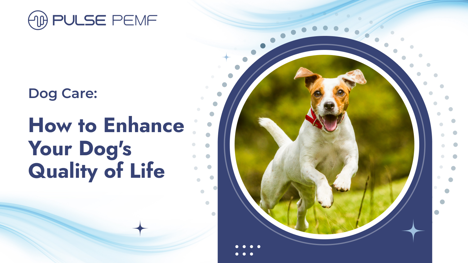 Dog Care: How to Enhance Your Dog's Quality of Life - Pulse PEMF