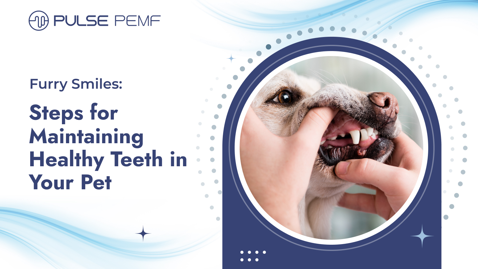 Furry Smiles: Steps for Maintaining Healthy Teeth in Your Pet - Pulse PEMF