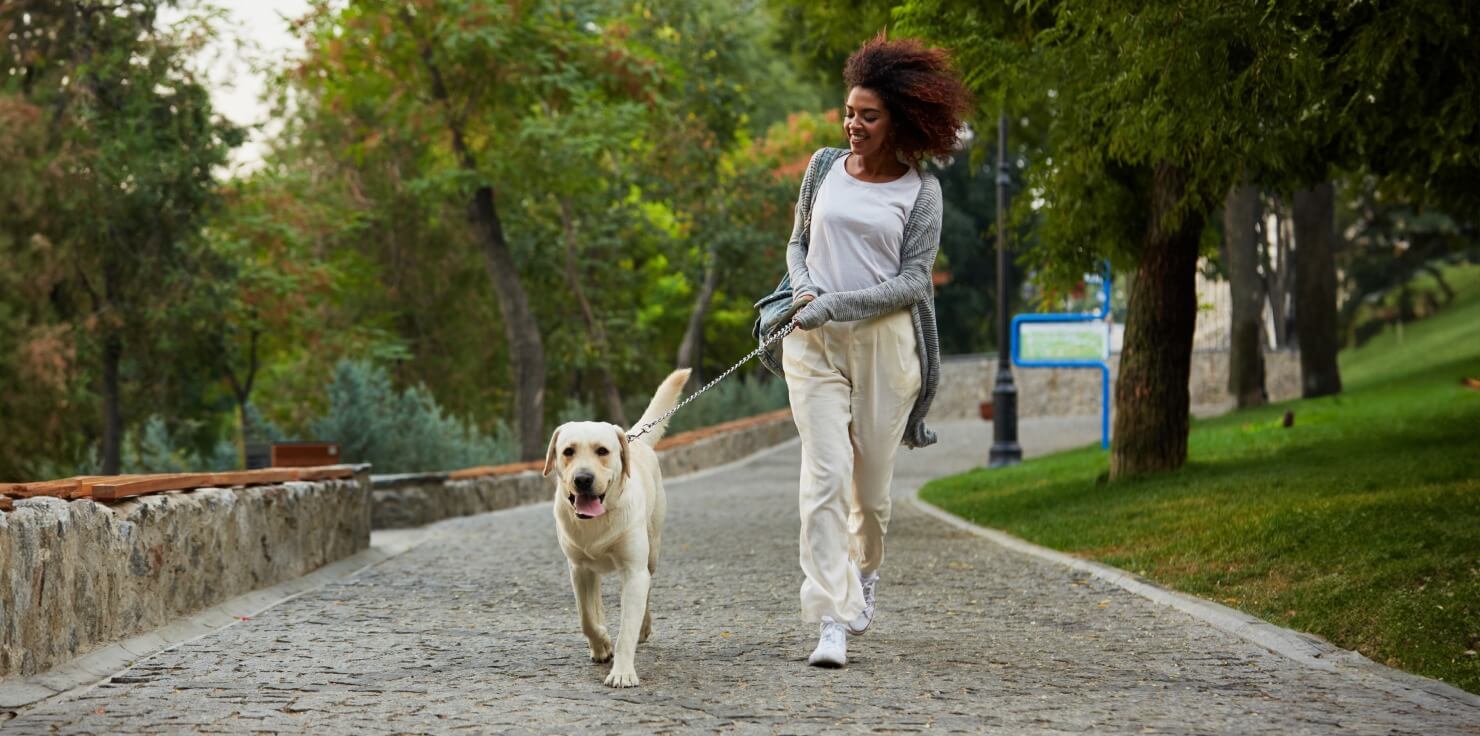 Dog Care: How to Enhance Your Dog's Quality of Life - Pulse PEMF