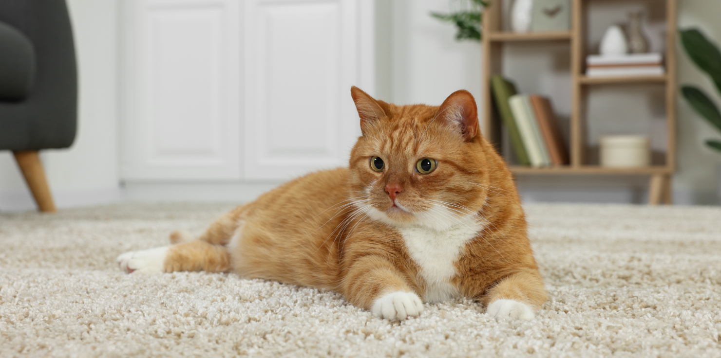 5 Natural Ways to Boost Your Pet's Digestive Health - Pulse PEMF