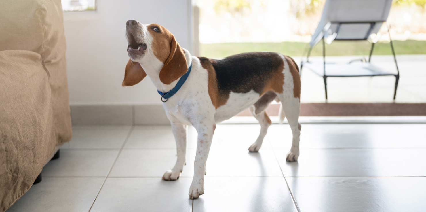 Dog Care: How to Enhance Your Dog's Quality of Life - Pulse PEMF