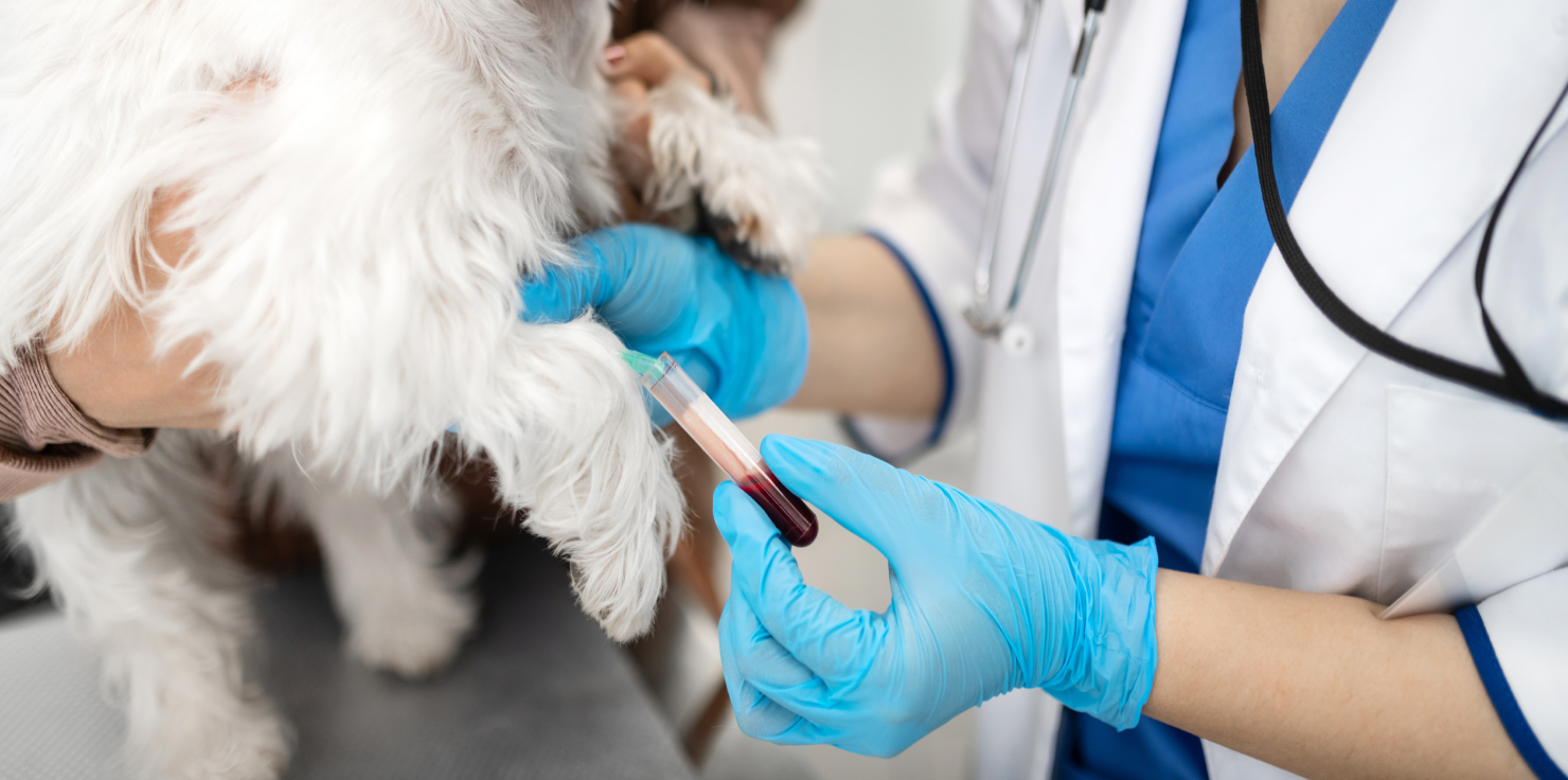 Hemorrhagic Gastroenteritis in Dogs: What to Know - Pulse PEMF