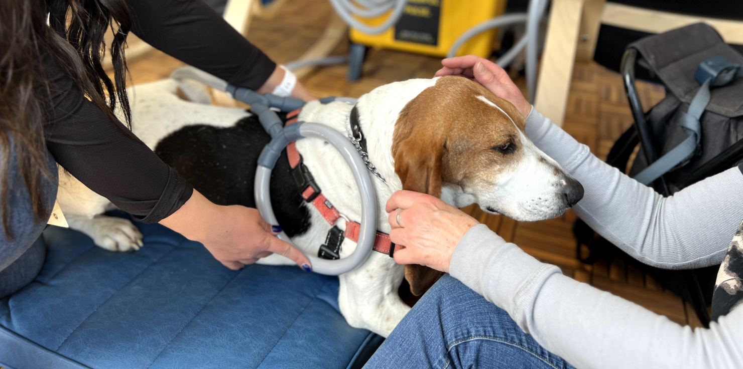 Dog Care: How to Enhance Your Dog's Quality of Life - Pulse PEMF