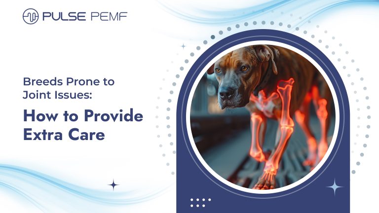 Breeds Prone to Joint Issues: How to Provide Extra Care - Pulse PEMF